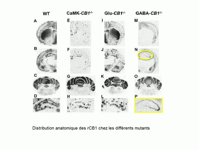 Plateforme vidéo de l'université de Montpellier (Pod) - Utilisation Des ...