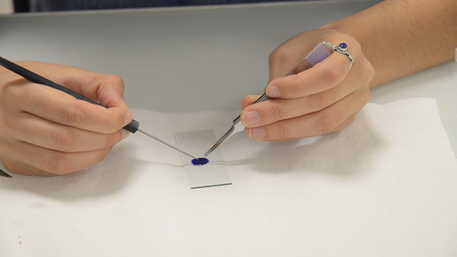 Plateforme vidéo de l'université de Montpellier (Pod) - Hlbe101 ...